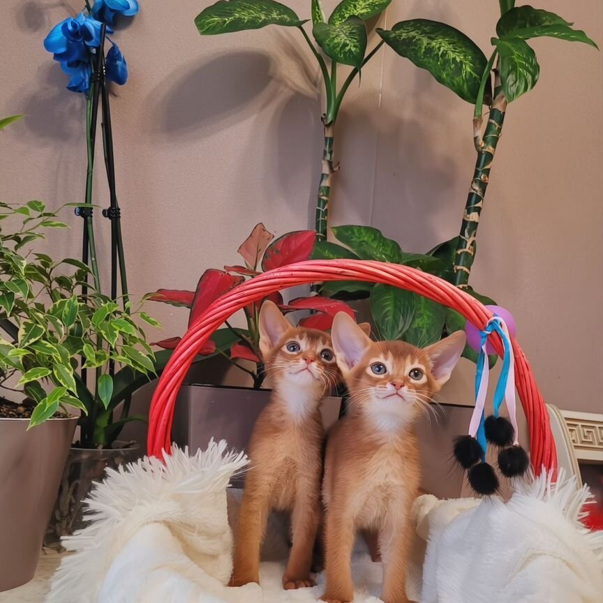 Абиссинский котёнок