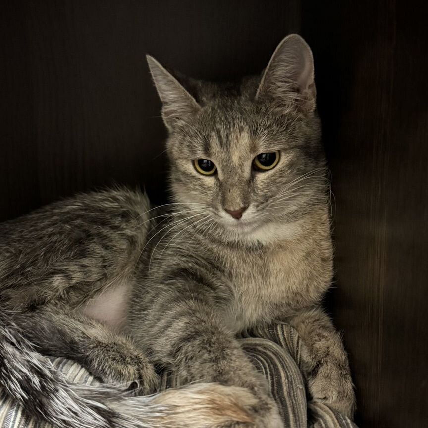 Котенок 6 месяцев девочка