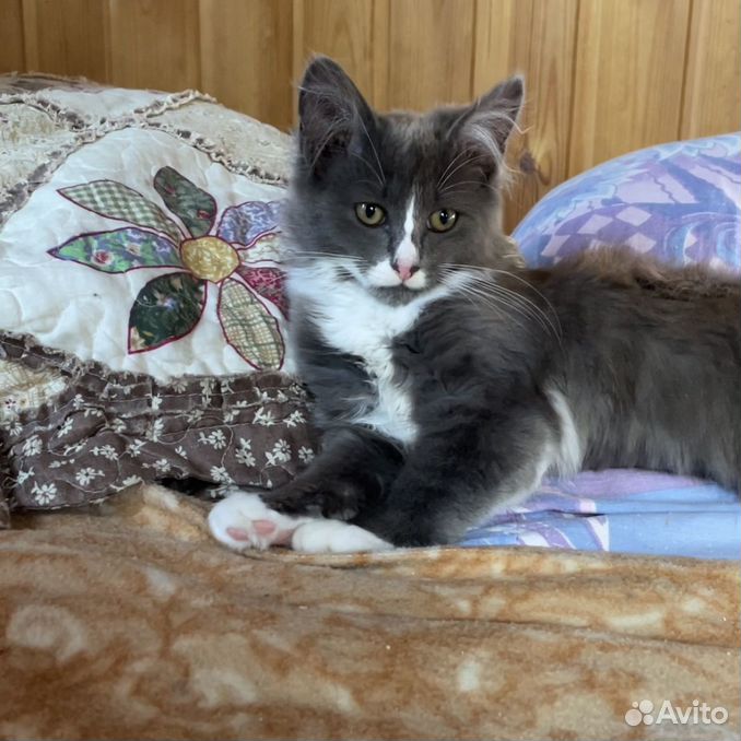 Котенок пушистый хвостик