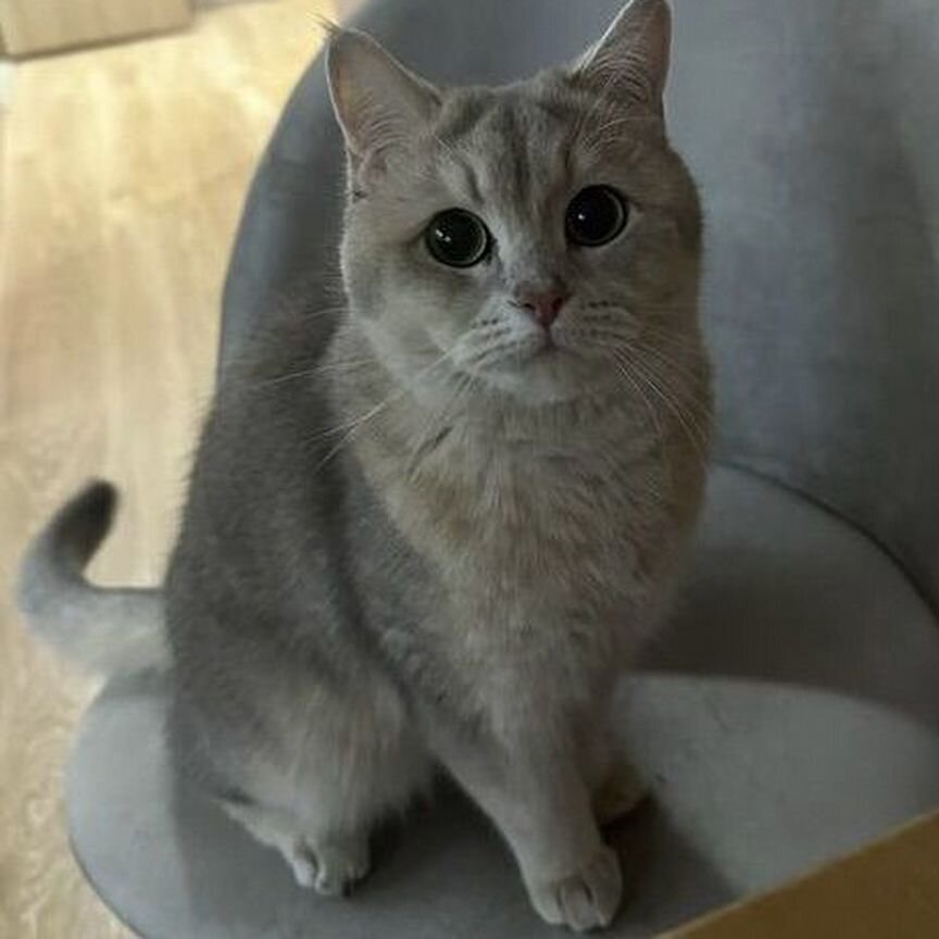 Отдам бесплатно Кошку