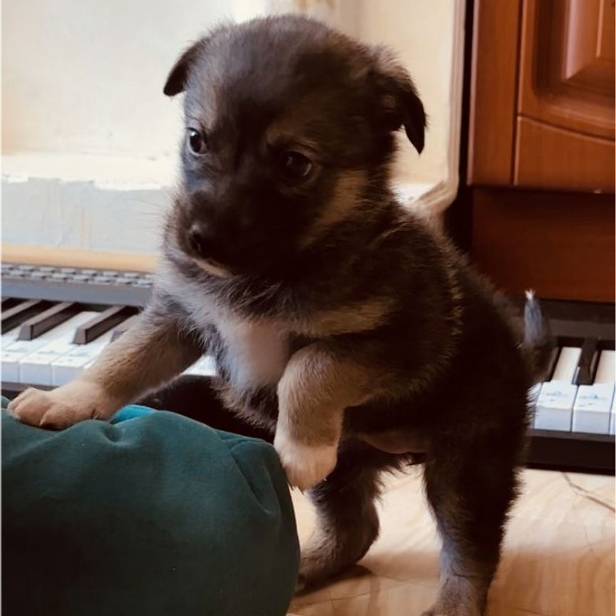 Щенок в добрые руки