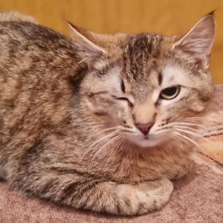 Котята в хорошие руки