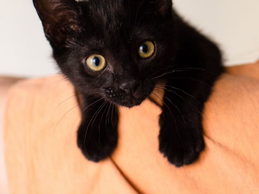 Котенок Тёма