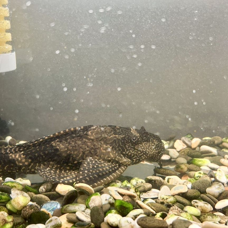 Сомик анциструс в добрые руки