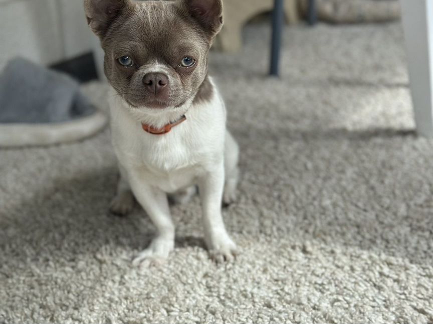 Чихуахуа мальчик ищет невесту)