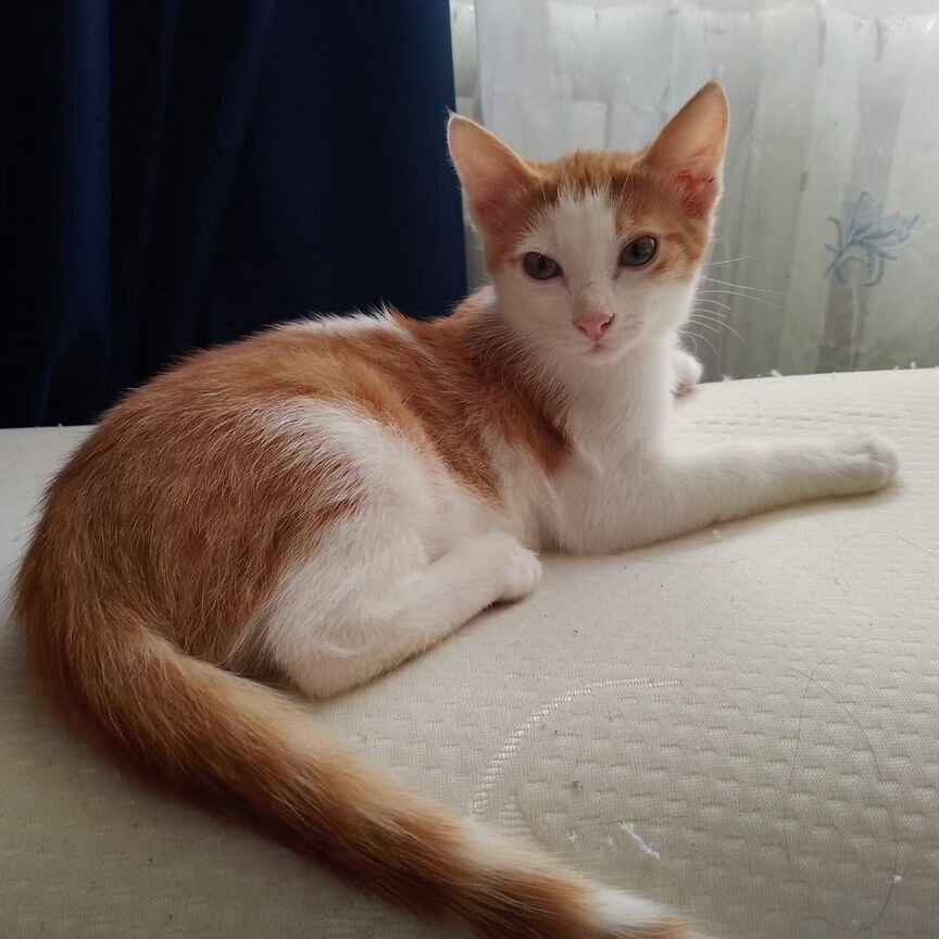 Котята в добрые руки бесплатно