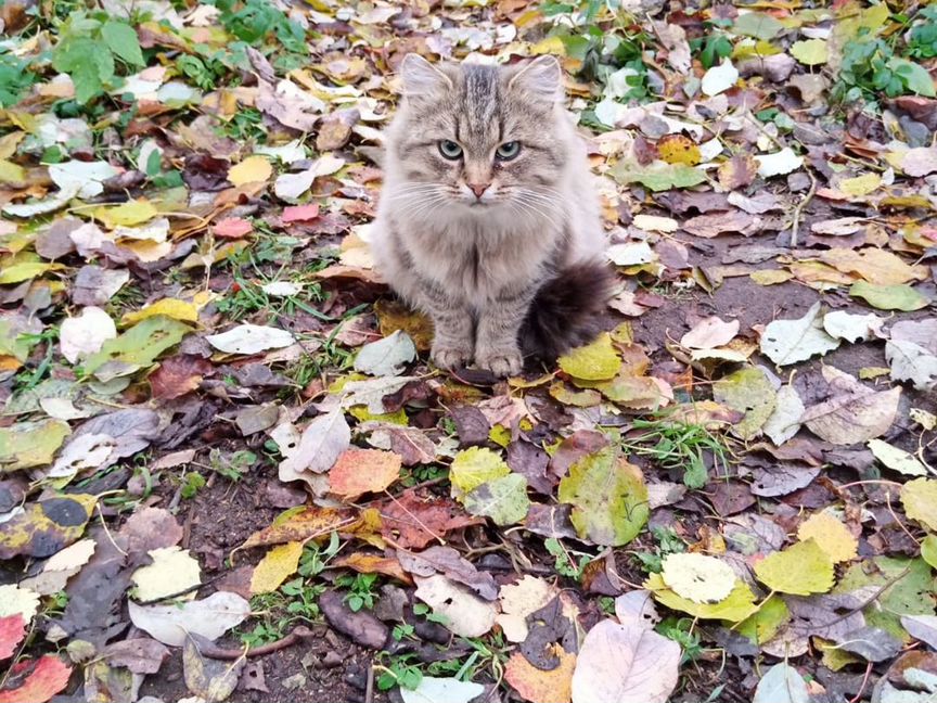 Кот