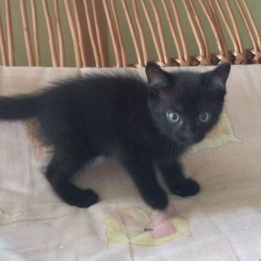 Котенок 7 мес. девочка, черненькая