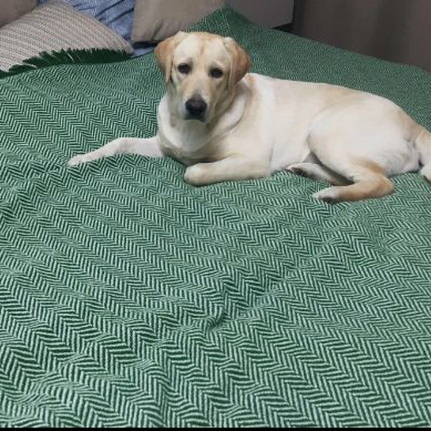 Продам лабрадора