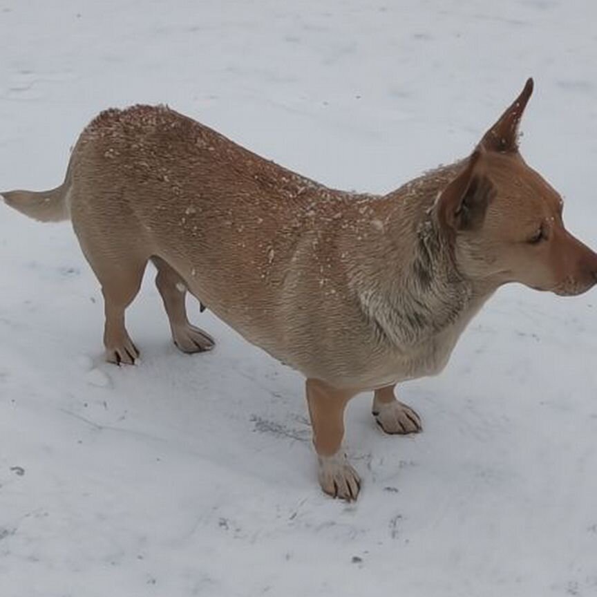 Взрослая собака в добрые руки