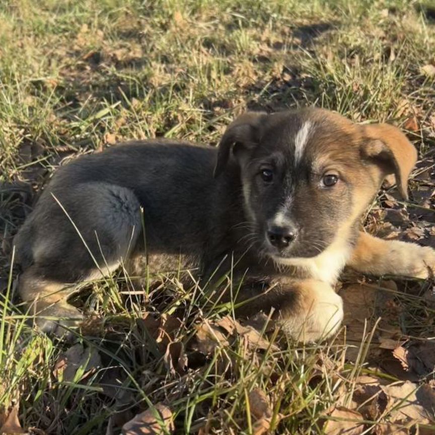 Щенок в добрые руки