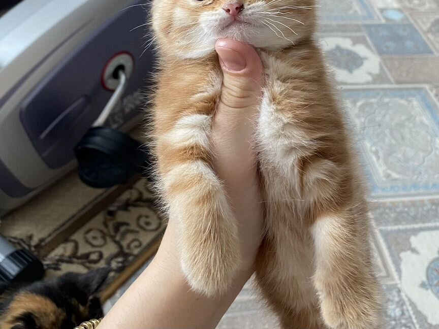 Котеночек мальчик