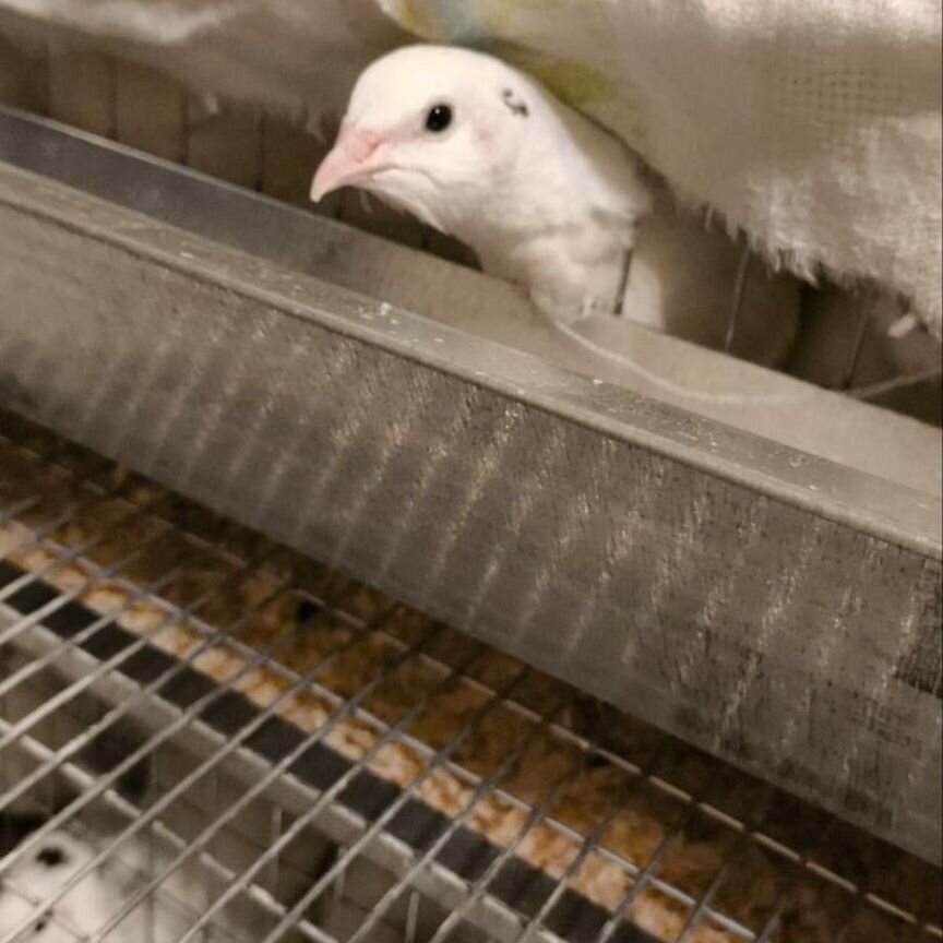 Радонежские перепела