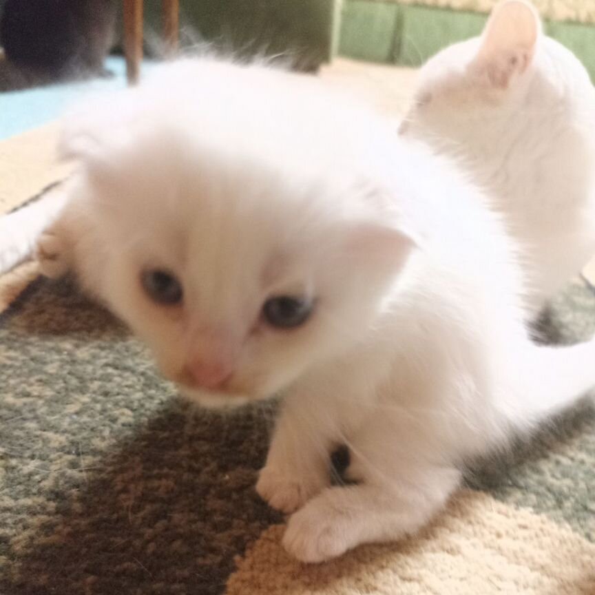 Турецкая ангора котёнок