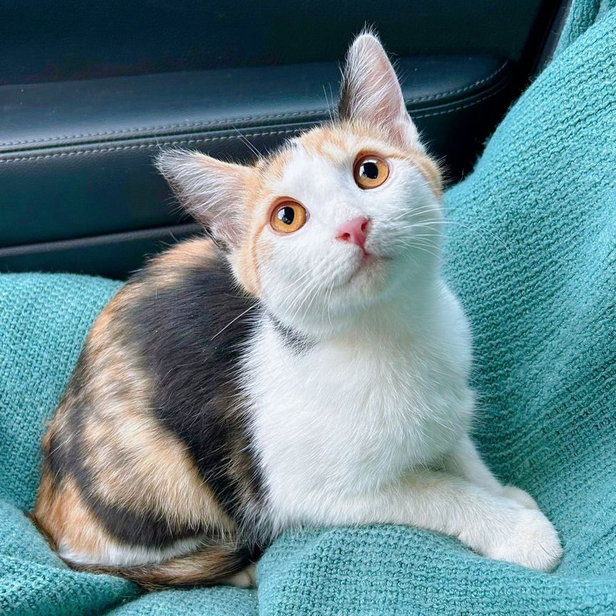 Котенок (дев) в добрые руки