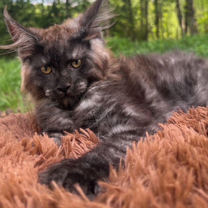 Мейн-кун котёнок