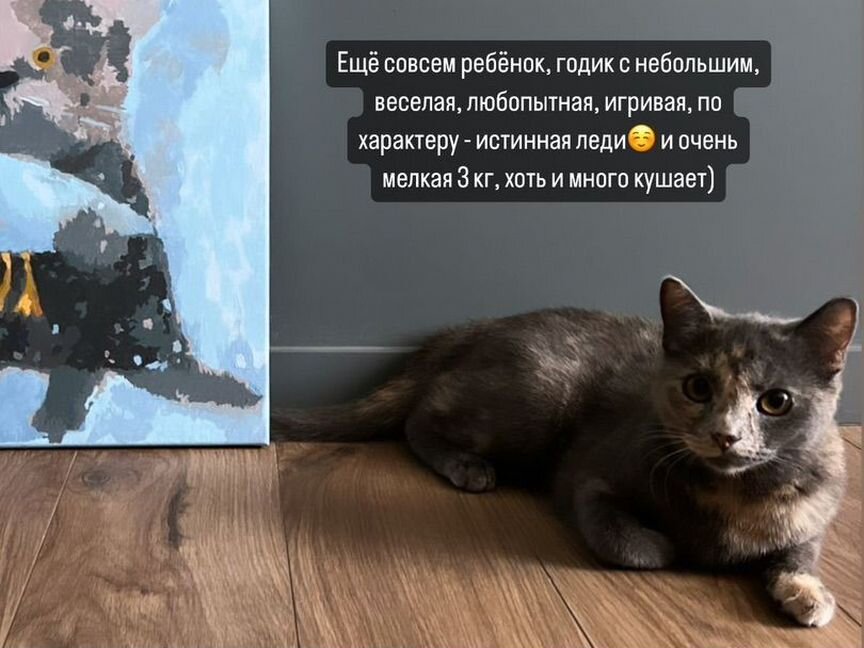 Отдам кошку в добрые руки