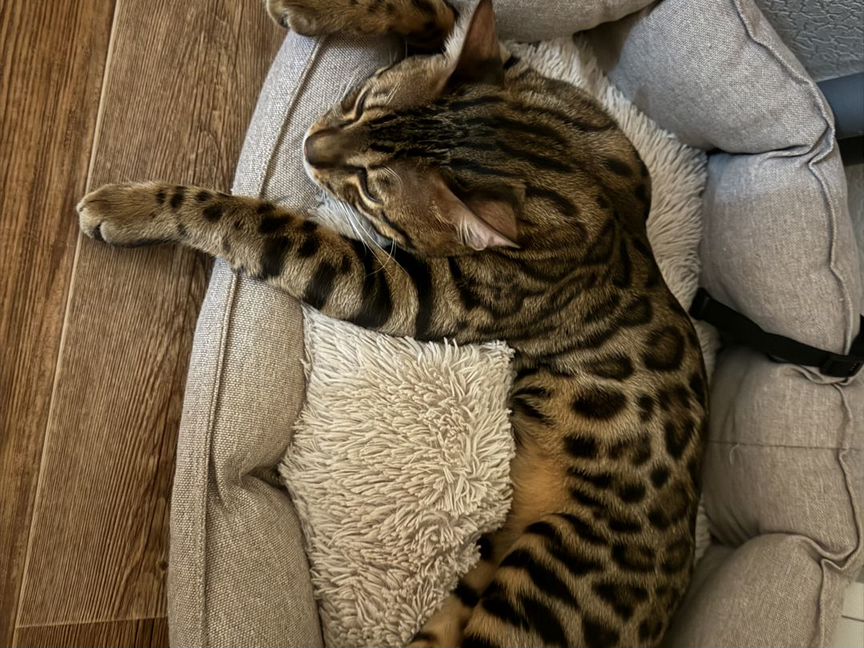 Бенгальские котята