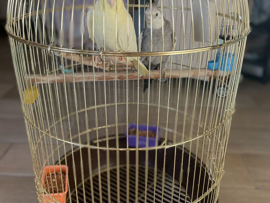 Попугаи кореллы с клеткой (пара 2 мальчика)