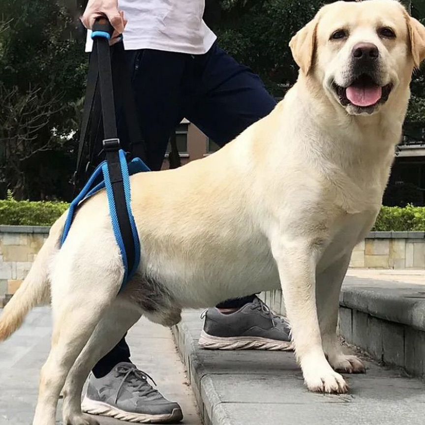 Ходунки для крупной собаки