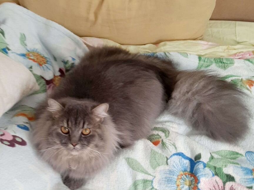 Сибирский кот