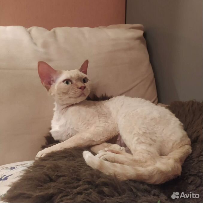 Кошечка девон-рекс