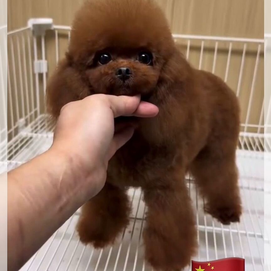 Той-пудель, взрослый пёс