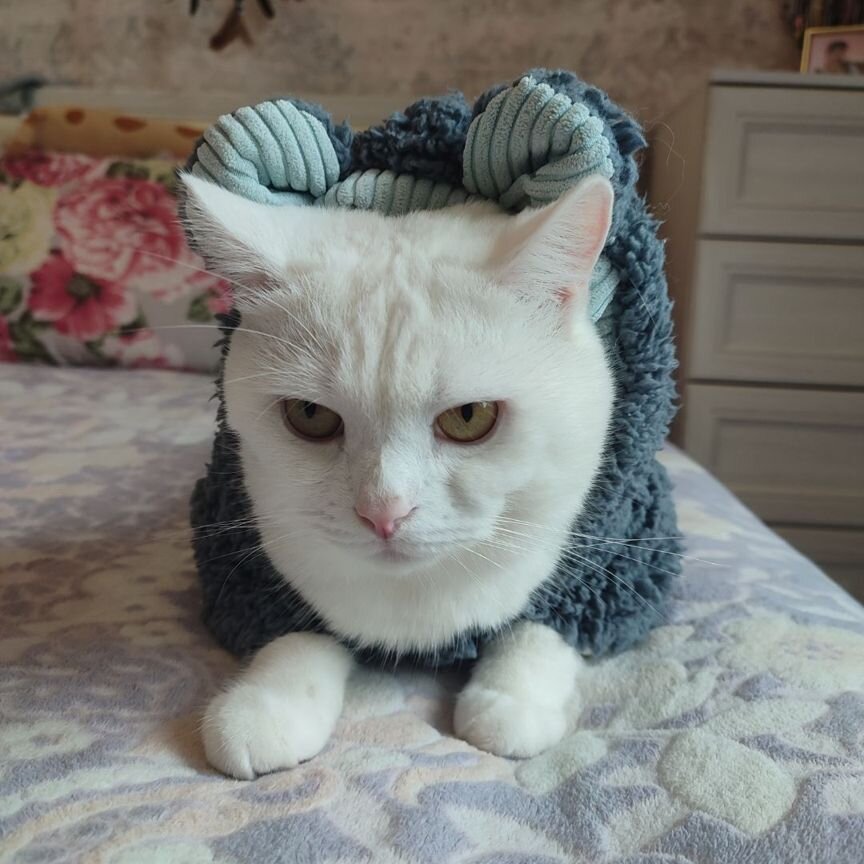Плюшевая шубка для кошек