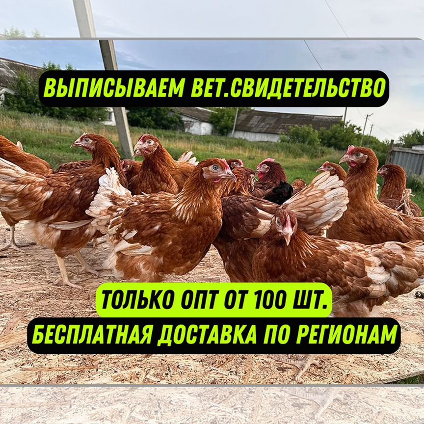 Куры оптом различные породы с доставкой