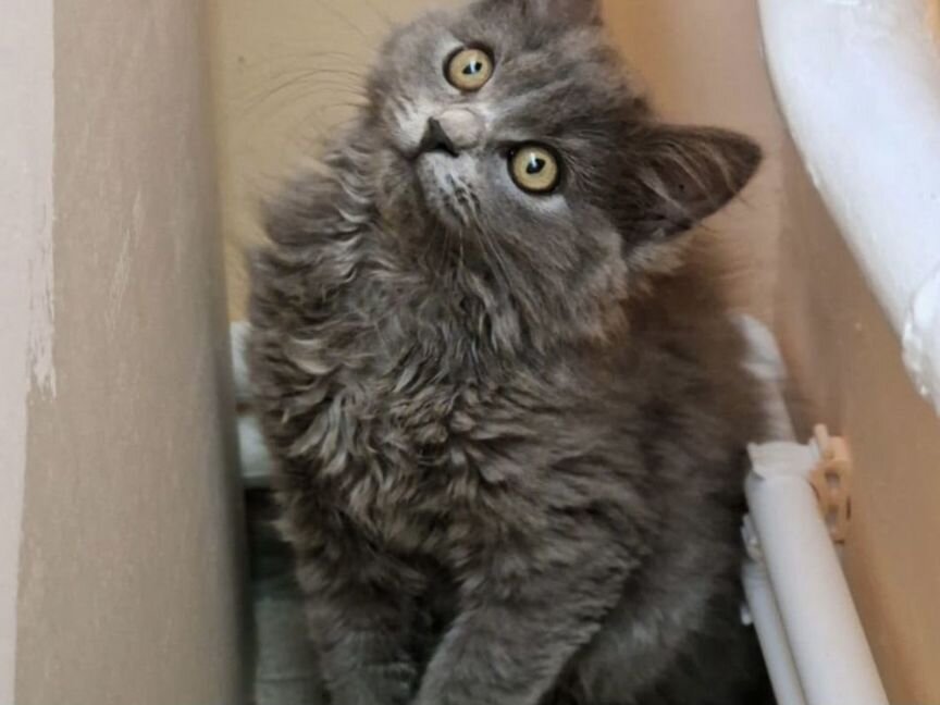 Котенок девочка Люси 3 мес