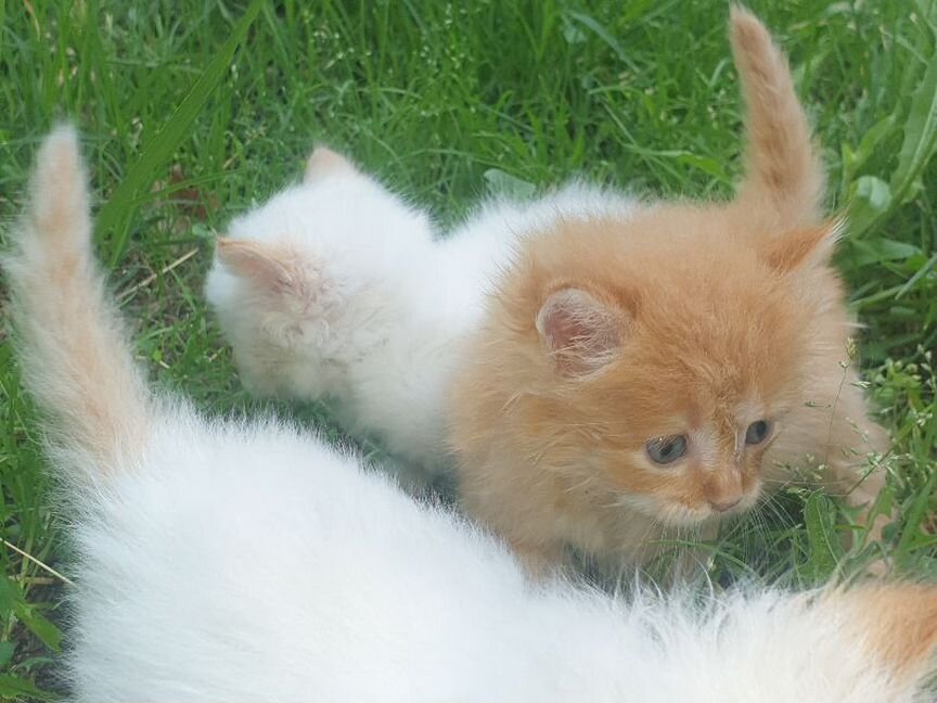 Котята в добрые руки бесплатно девочки