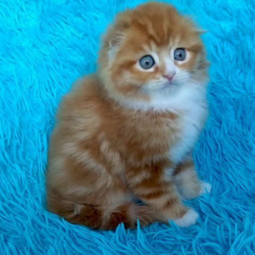 Шотландский вислоухий длинношёрстный котёнок