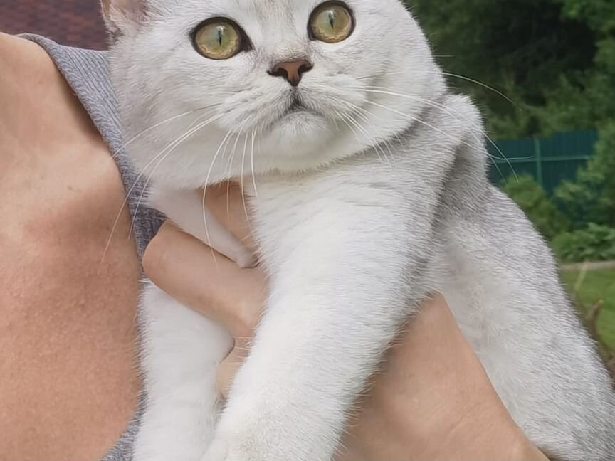Британская кошка