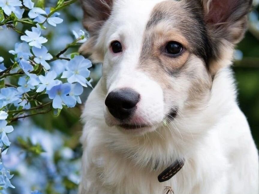 Собачка Зита ищет дом