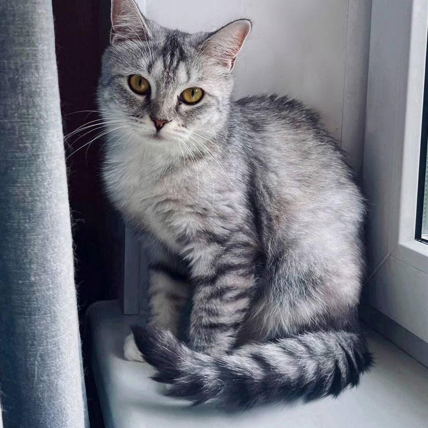 Кошка Даная в добрые руки