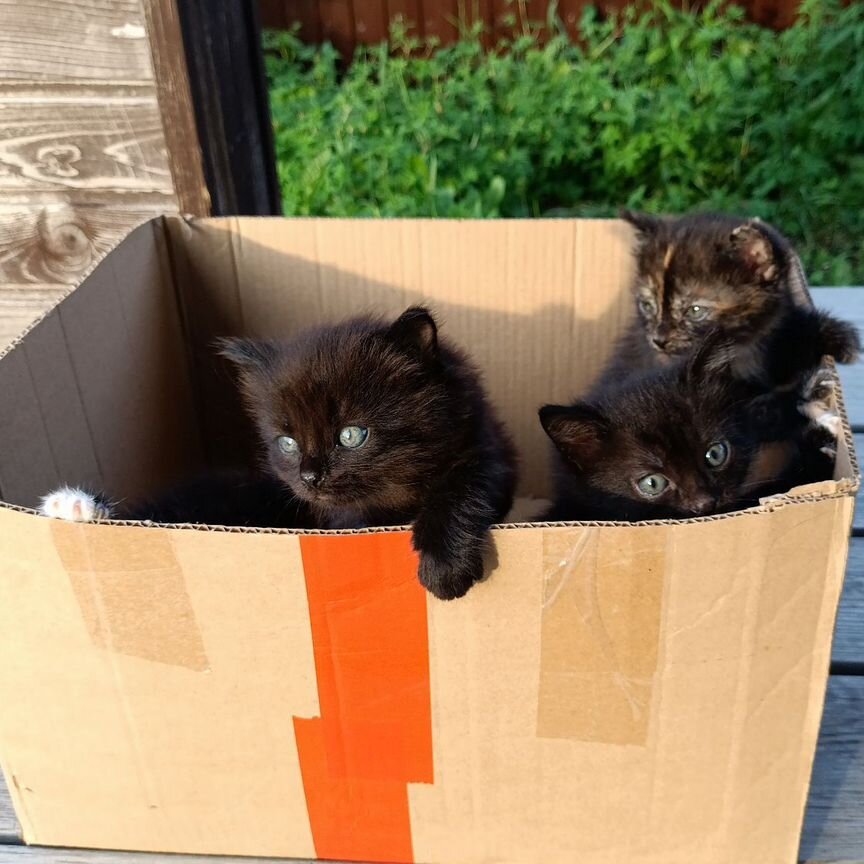 Котёнок в добрые руки