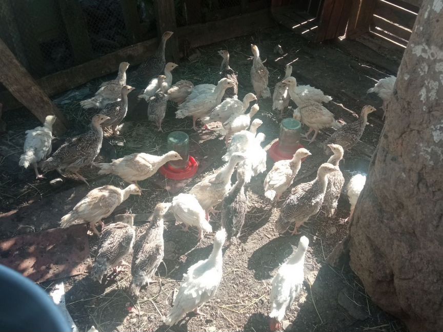 Индюки домашние