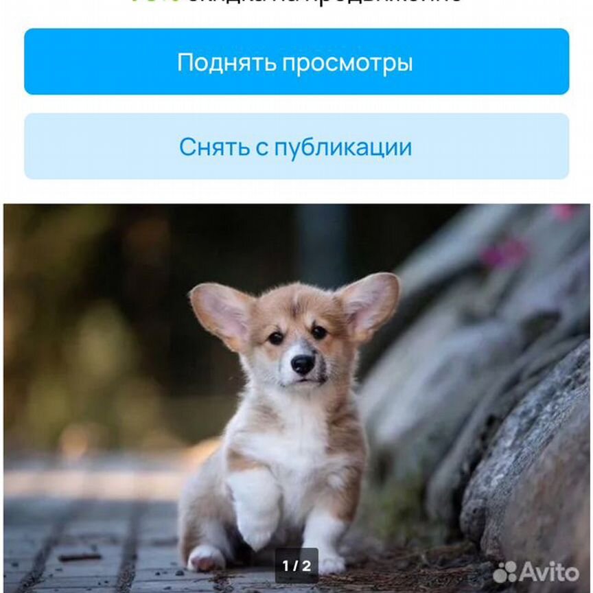 Продаю щенят