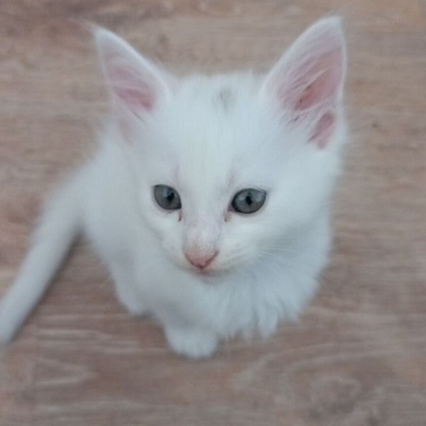 Котята в добрые руки 1 месяц