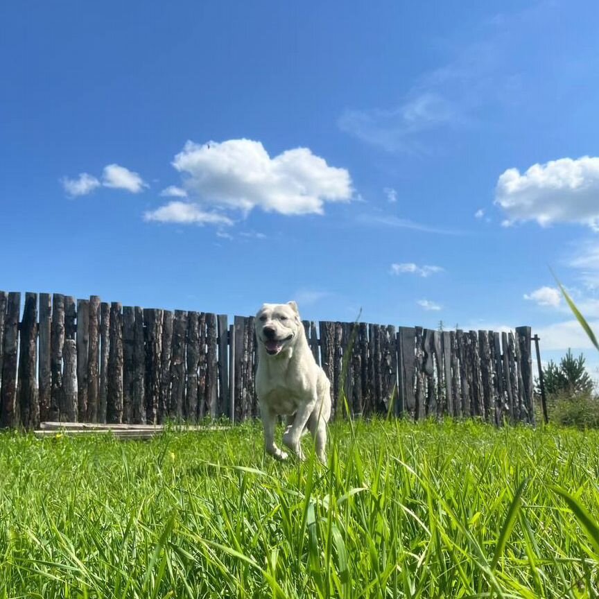 Среднеазиатская овчарка, щенок