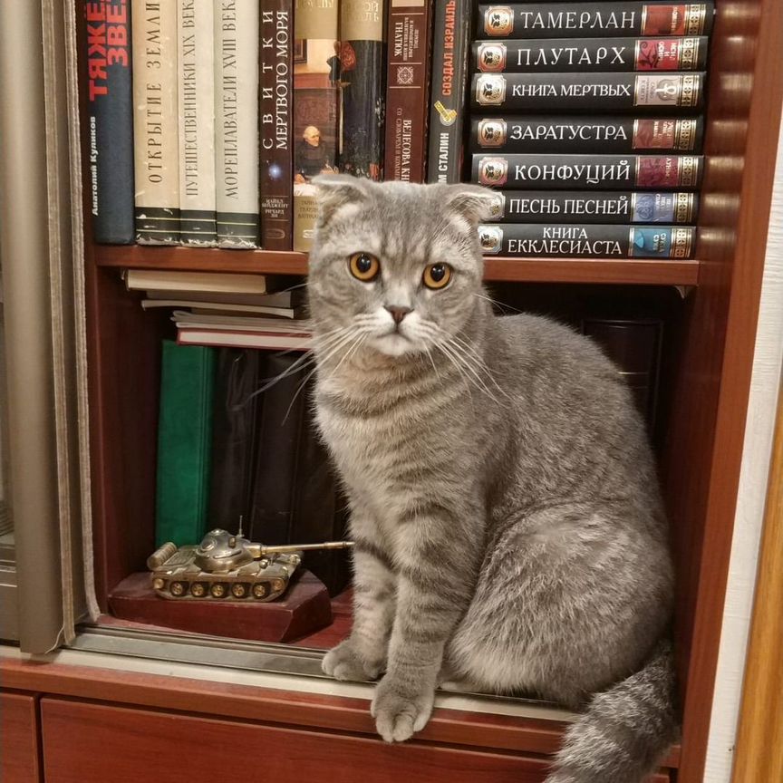 Шотландская вислоухая - кот