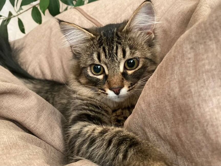 Котята в добрые руки москва