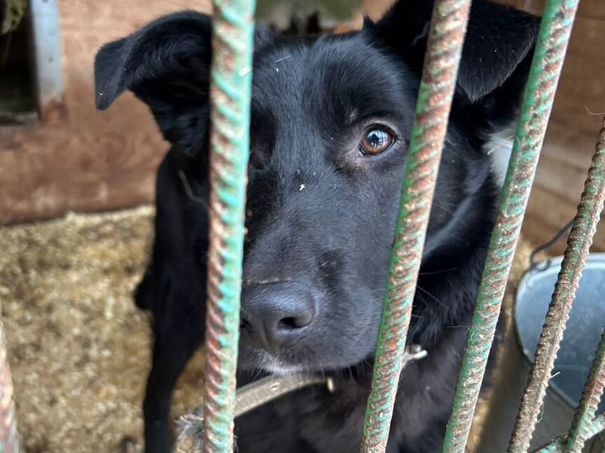 Щеночек Блинчик. Приют Некрасовка. В дар