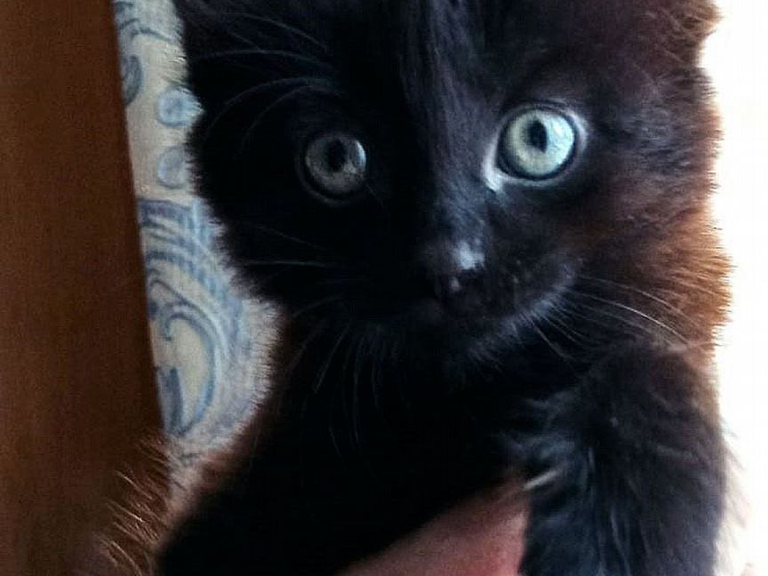 Котенок