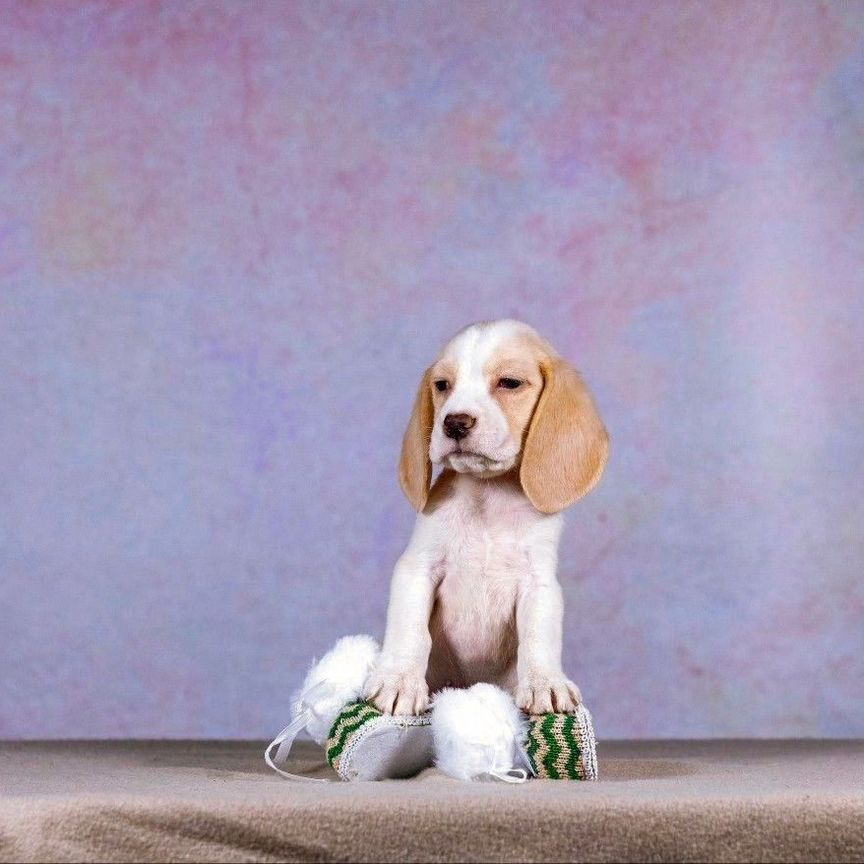 Щенки бигль