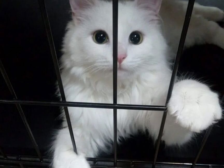 Пушистая белая кошечка Шанель из приюта