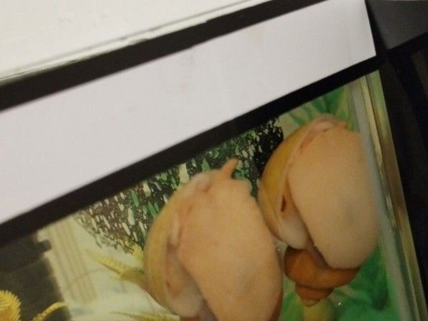 Улитки аквариумные ампулярии