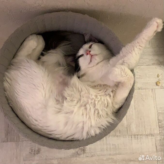 Котик Артем