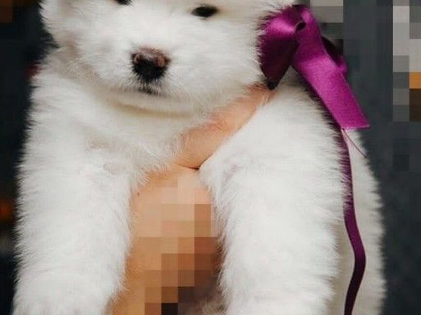 Самоедская лайка щенки