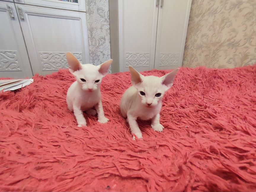Канадский сфинкс котенок